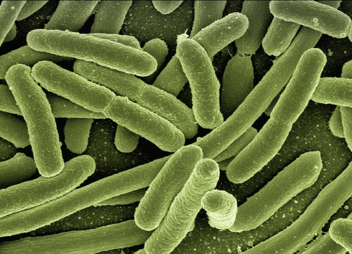Arming bacteria with diarrhea-fighting nanobodies – Stephanie DeMarco ...